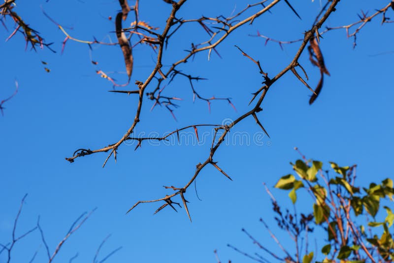 174 Thorny Acacia Branches Stock Photos - Free & Royalty-Free Stock ...