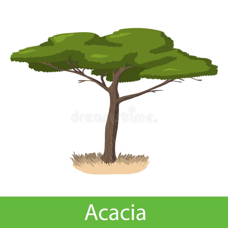 Acacia cartoon tree stock vector. Illustration of series - 63146041