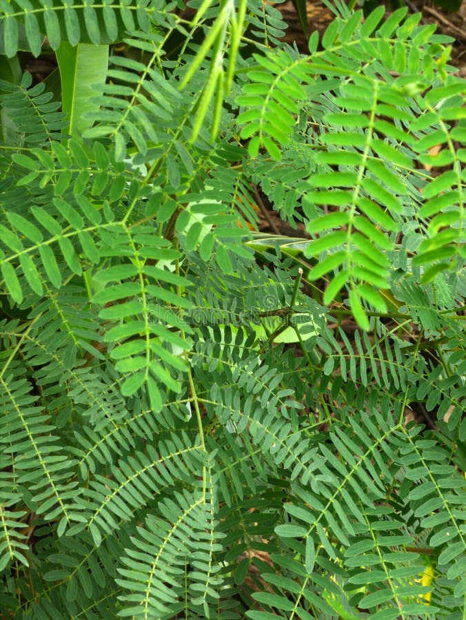 Acacia stock photo. Image of season, beautiful, overgrown - 77294744