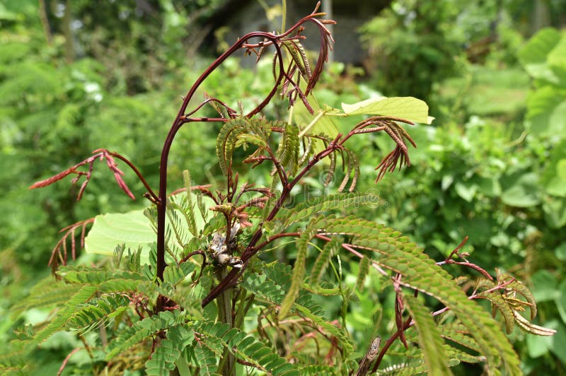 Shikakai Pods Or Soap Bobs Acacia Concinna Stock Photo - Image of ...