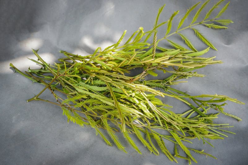 Young acacia leaves stock image. Image of organic, garden - 30622239