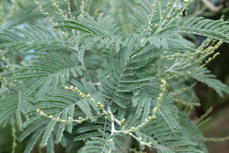 Green Branches of Acacia Dealbata, Close-up. Stock Image - Image of ...