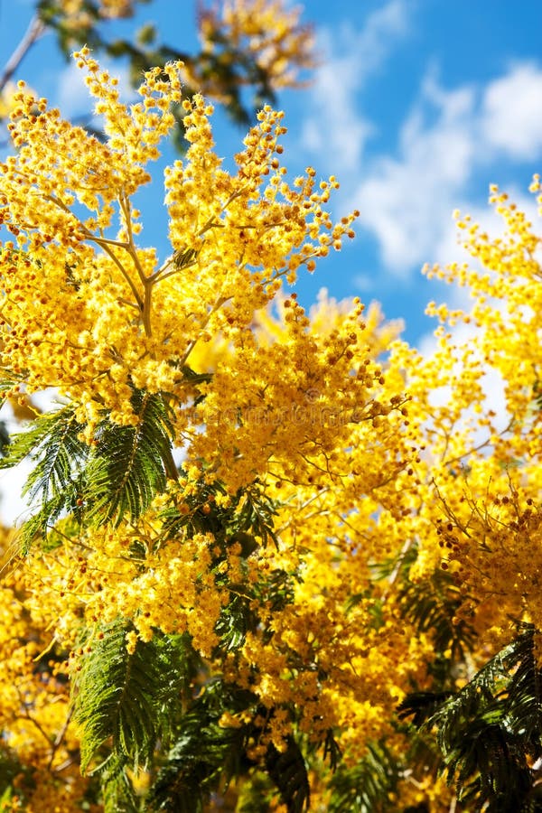 Fiore Di Acacia Dealbata (acacia D'argento, Acacia Blu O Mimosa ...