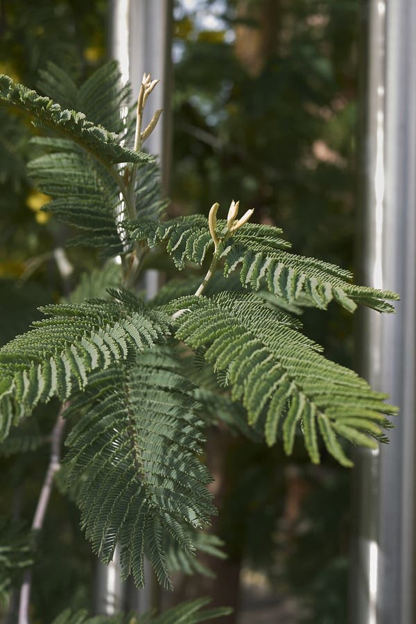 Acacia Dealbata Tree Close Up Stock Image - Image of march, garden ...