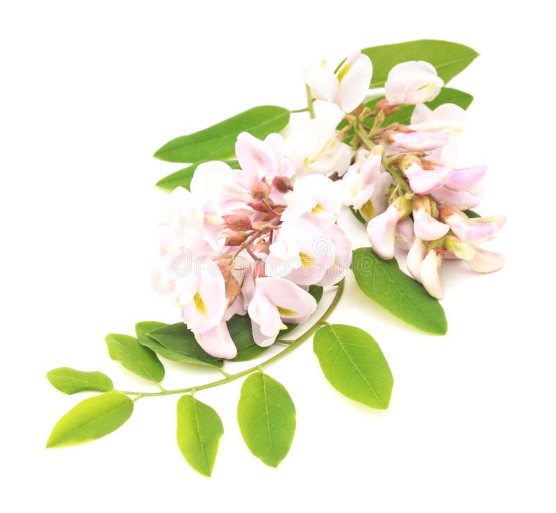 Acacia rossa del fiore fotografia stock. Immagine di albero - 13230976