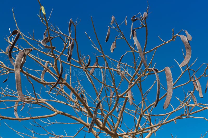 Acacia Egipcio Nilotica De Vachellia Imagen de archivo - Imagen de ...