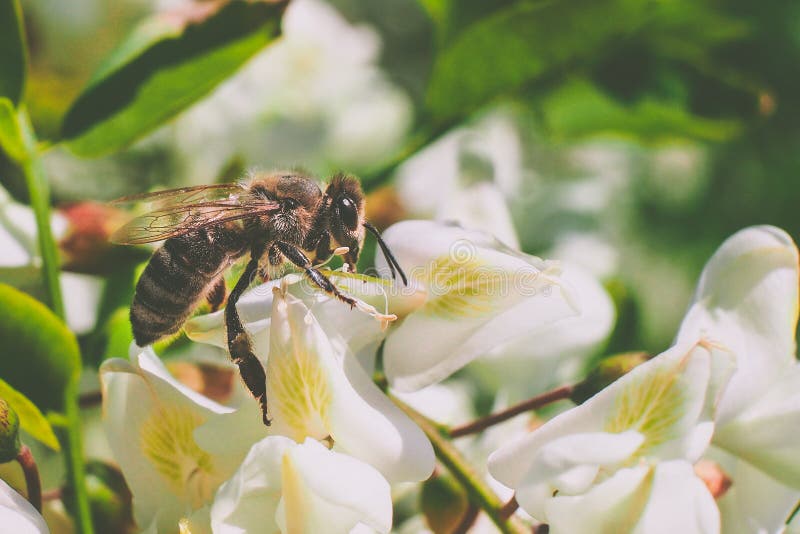 Acacia Flower with Bee at Work Stock Photo - Image of beautiful, insect ...
