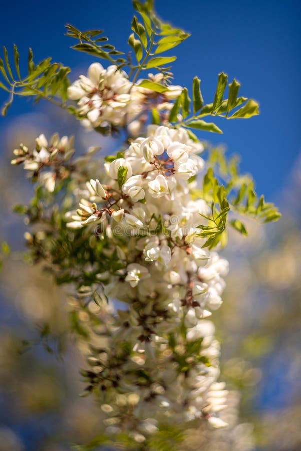 Acacia Flower Isolated.Spring Branch Robinia Tree Cut Out On White ...