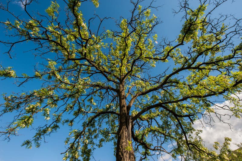Acacia stock photo. Image of garden, light, color, foliage - 52601594