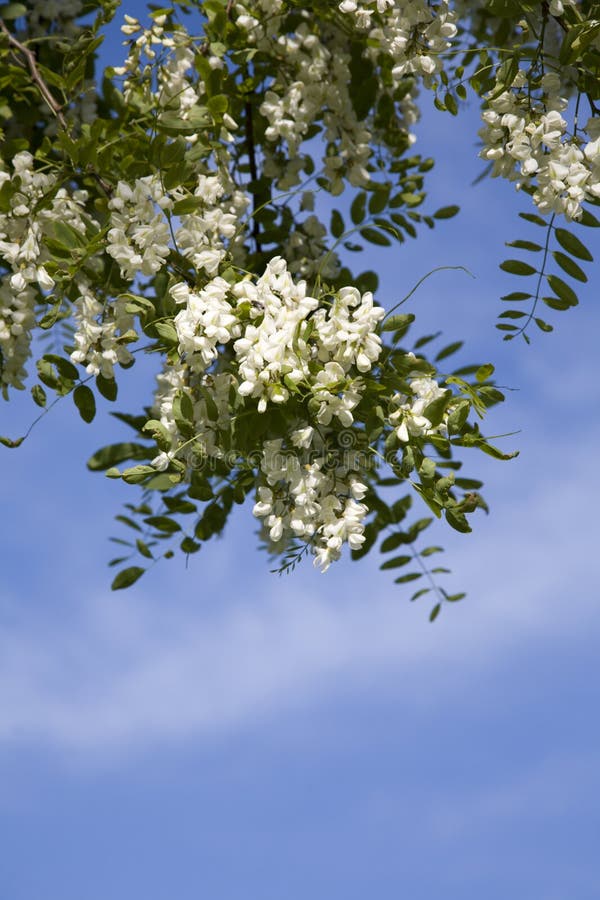 Acacia flowers stock image. Image of nature, field, plant - 40798951
