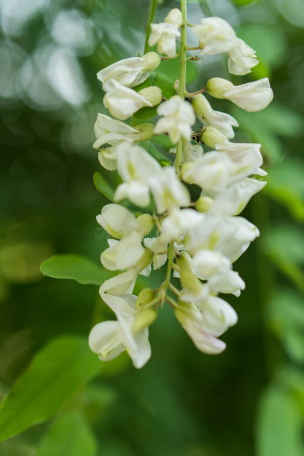Acacia Flowers Blooming Acacia Brush on the Tree Plants Stock Photo ...