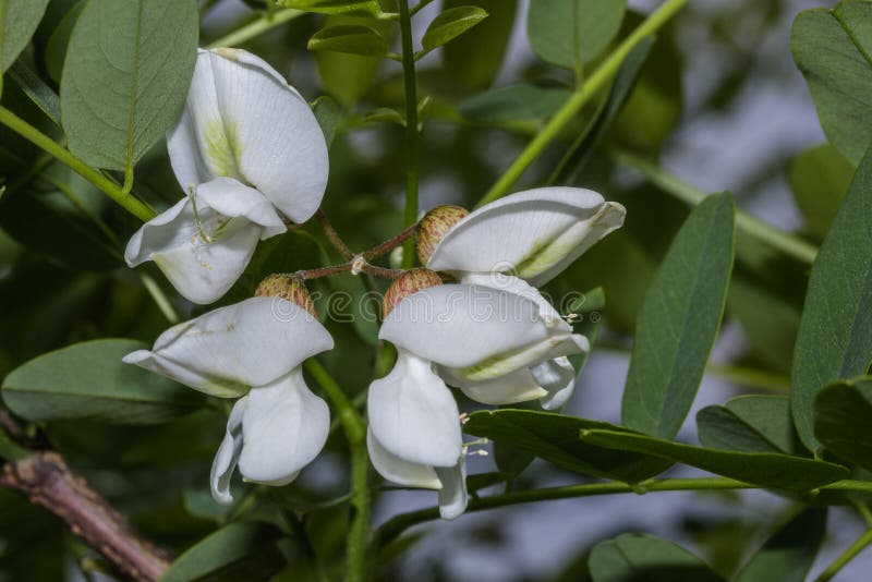 Acacia Flowers Seen Up Close Stock Photo - Image of beautiful ...