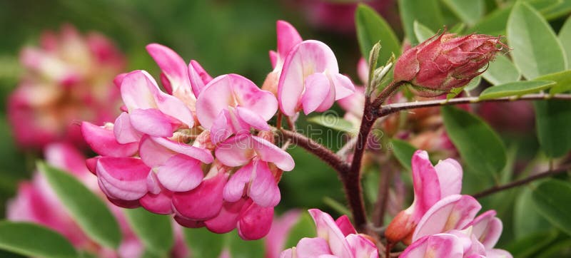 Acacia flowers in spring stock image. Image of seedlings - 250906813