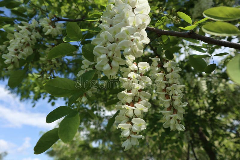 Acacia flowers stock image. Image of acacia, spring - 163698543