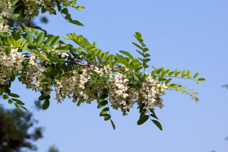 The Acacia flowers stock image. Image of branch, flower - 92851565
