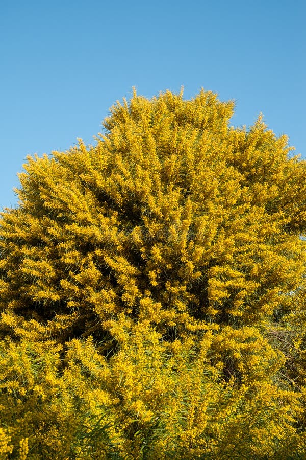Acacia in full blossom stock photo. Image of detail - 198417692