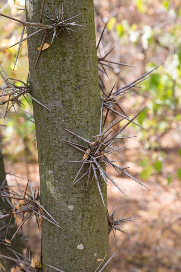 Acacia stock image. Image of acute, tree, spike, thorn - 61241337