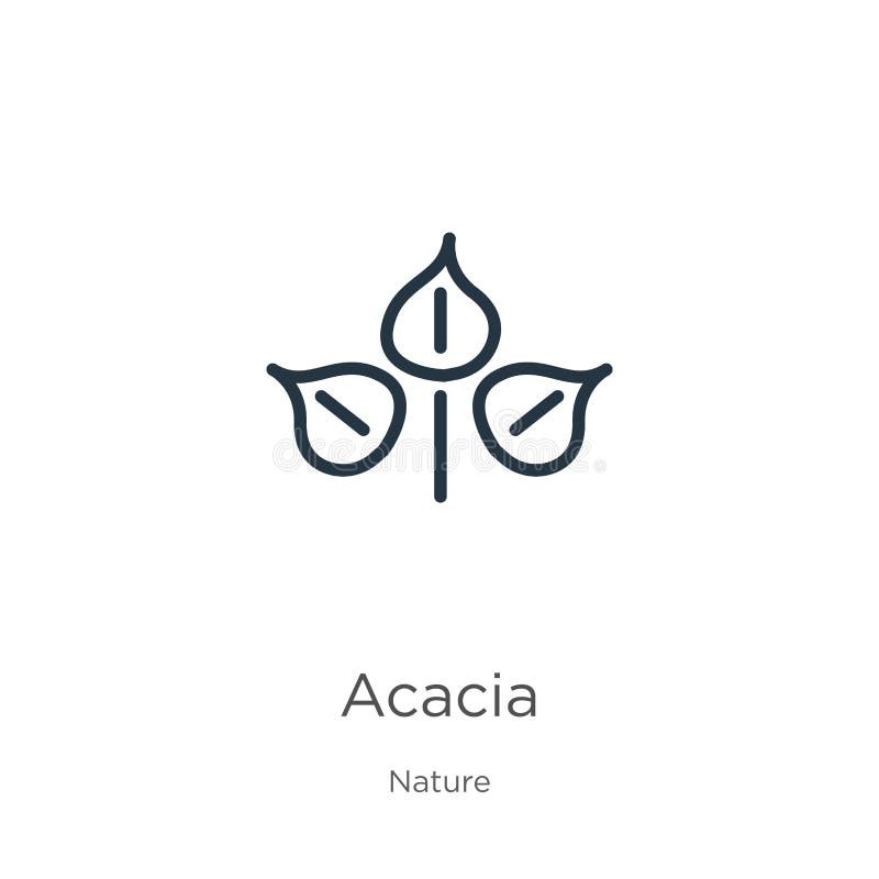Acacia Icon Vector Sign and Symbol Isolated on White Background Stock ...
