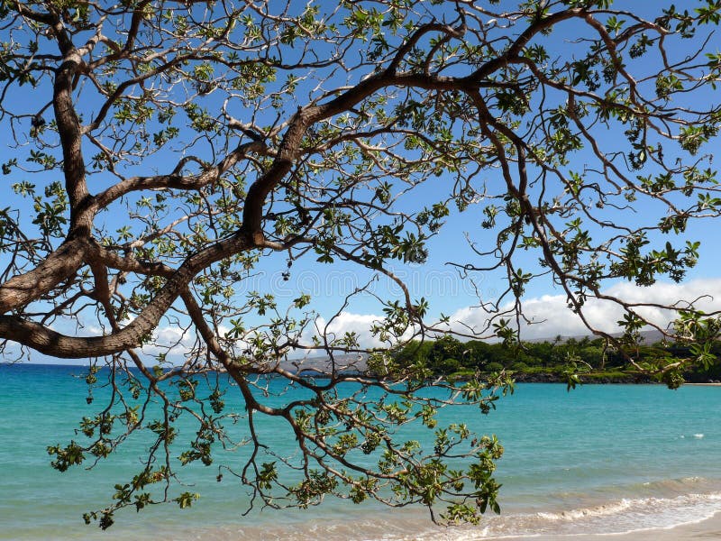 Acacia koaia on a beach stock image. Image of grove, bark - 15926861