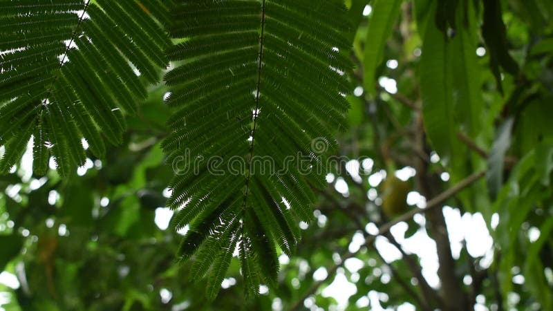 Acacia Leaf Hanging from Branch Flowing from Wind Blow in Garden Stock ...
