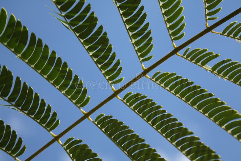 Acacia Leaves Picture. Image: 6474729