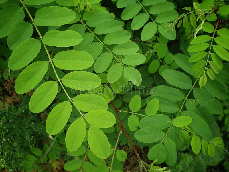 Acacia Leaves, Full Screen Image, Selective Focus Stock Photo - Image ...