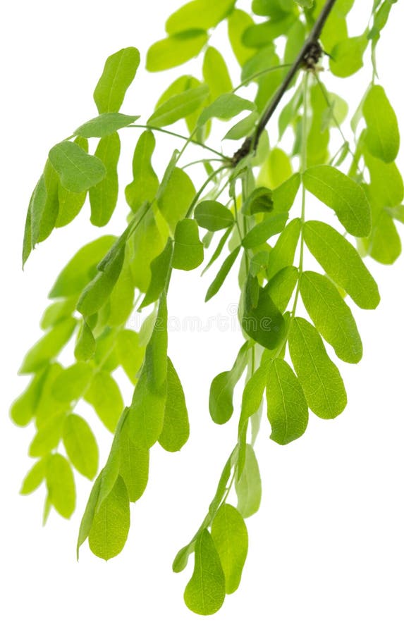 Acacia Leaves Isolated on White Background. Green Leaves of Acacia Tree ...