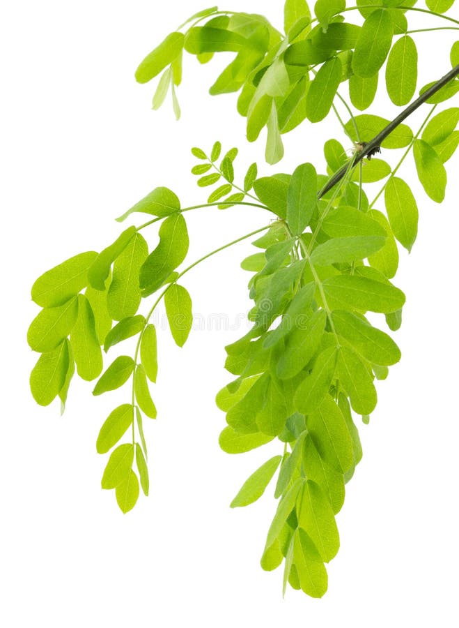 Acacia Leaves Isolated on White Background. Green Leaves of Acacia Tree ...
