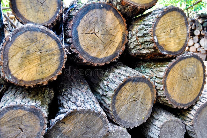 Acacia logs stock image. Image of lumber, energy, growth - 25337265