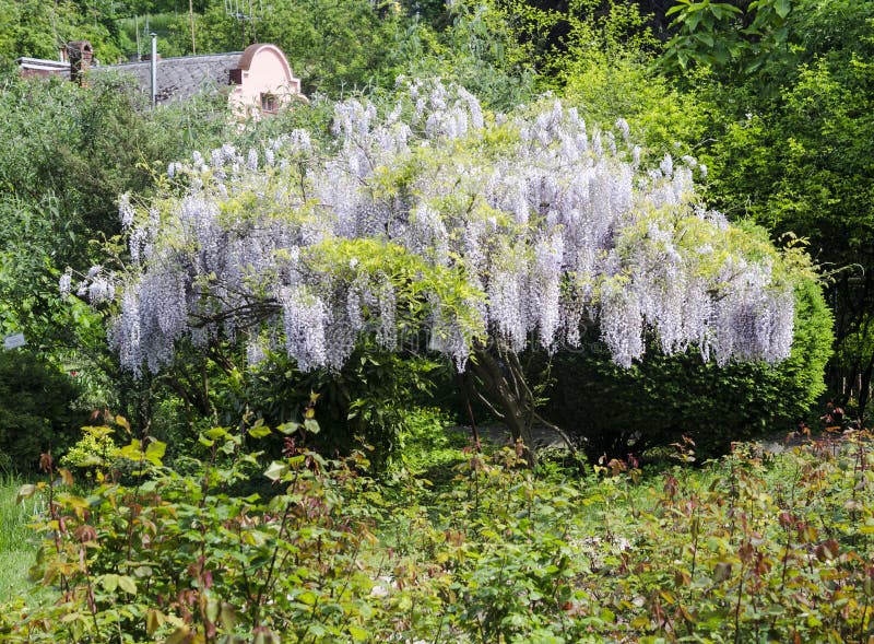 Flor del acacia imagen de archivo. Imagen de acacia, flor - 12065173