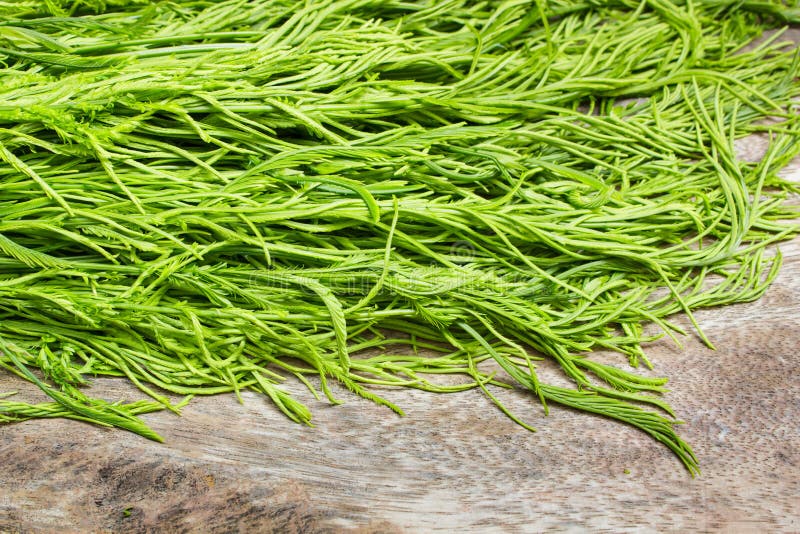 Acacia pennata or cha-om. stock photo. Image of life - 45828960