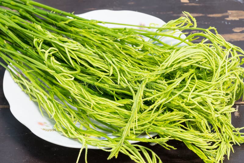 Acacia Pennata stock image. Image of vegetable, nature - 102057397