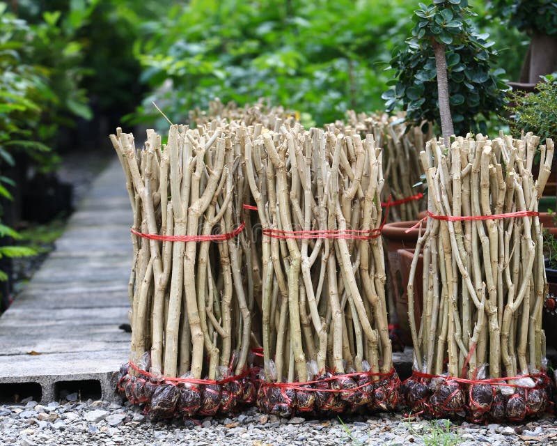 Acacia Pennata Tree in Garden Stock Photo - Image of pennata, vegetable ...