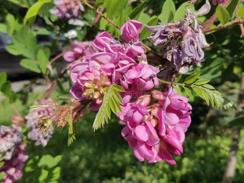 Acacia pink stock photo. Image of blossom, gardening - 207982564