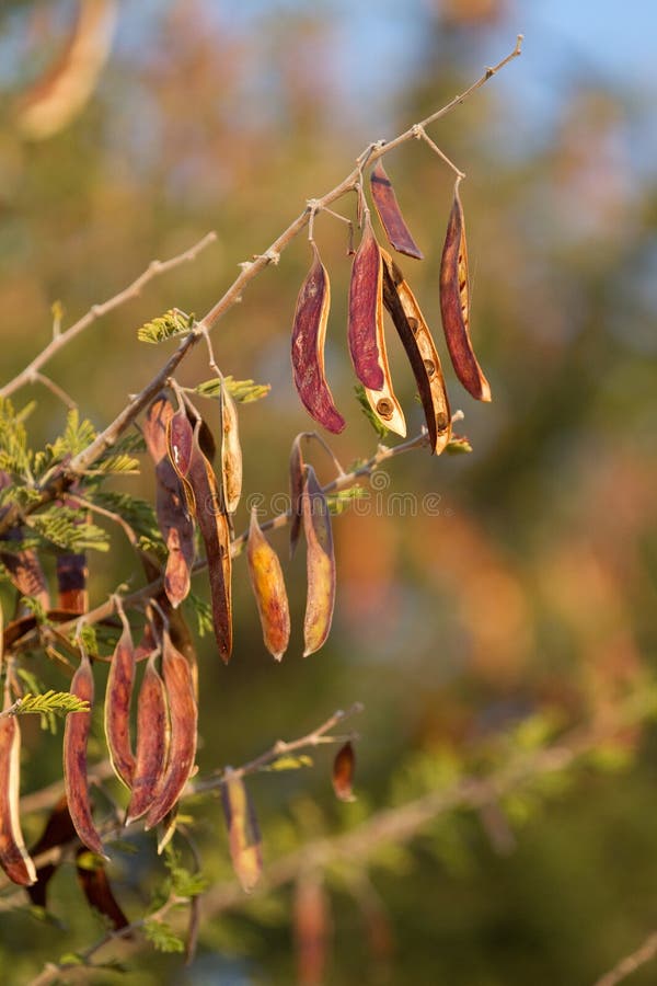 Acacia pods stock image. Image of africa, desert, colorful - 27691083