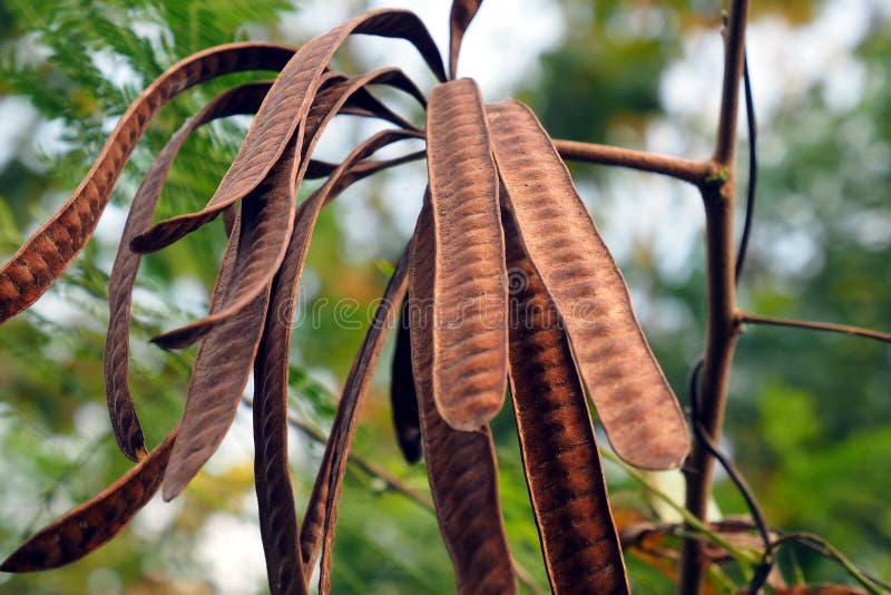 Acacia Pods stock image. Image of food, fruit, design - 83592713