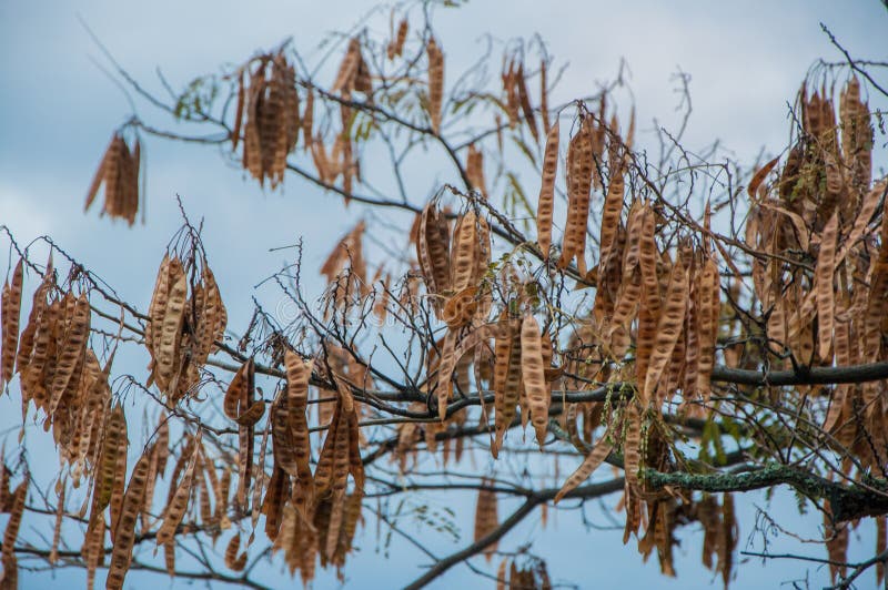 Acacia pods with seeds stock image. Image of leaves, apiary - 83675365