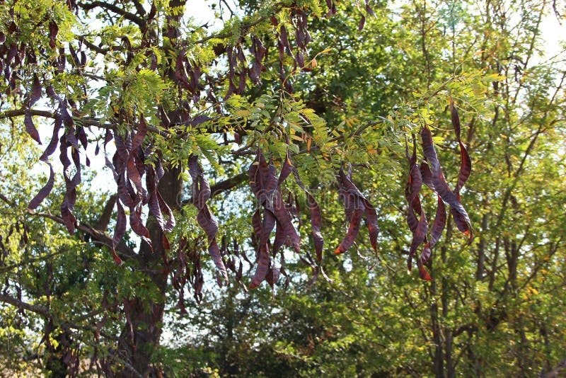Acacia Pods with Seeds on a Tree Stock Photo - Image of background ...