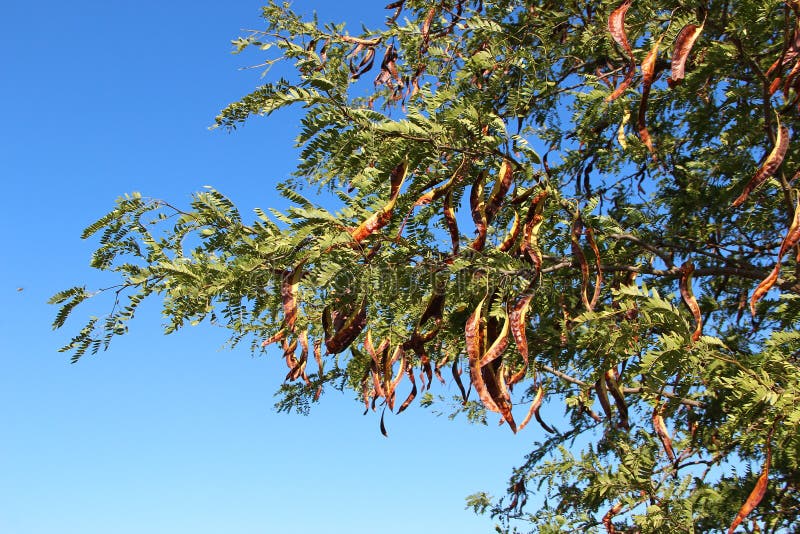 874 Acacia Pods Stock Photos - Free & Royalty-Free Stock Photos from ...