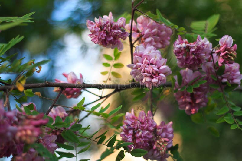 Acacia stock photo. Image of purple, leaves, violet, greengoliage ...