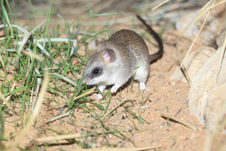 Acacia rat stock image. Image of thallomys, grass, rodent - 109589711