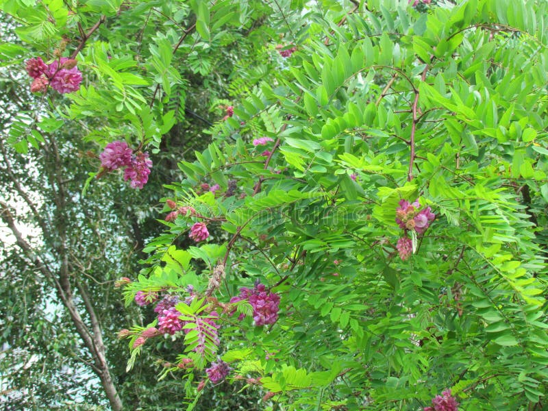 Acacia rosa fotografia stock. Immagine di alto, fragrante - 55789504