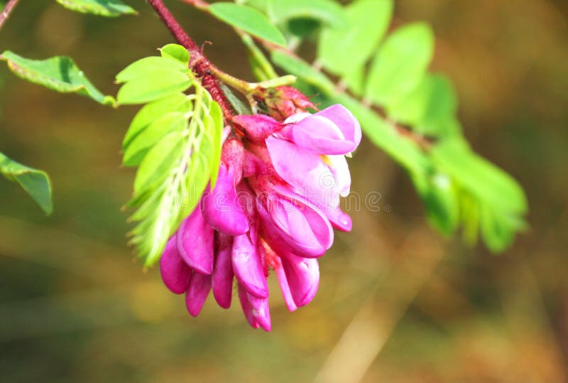 Acacia rose fleurissant photo stock. Image du branchement - 33299934