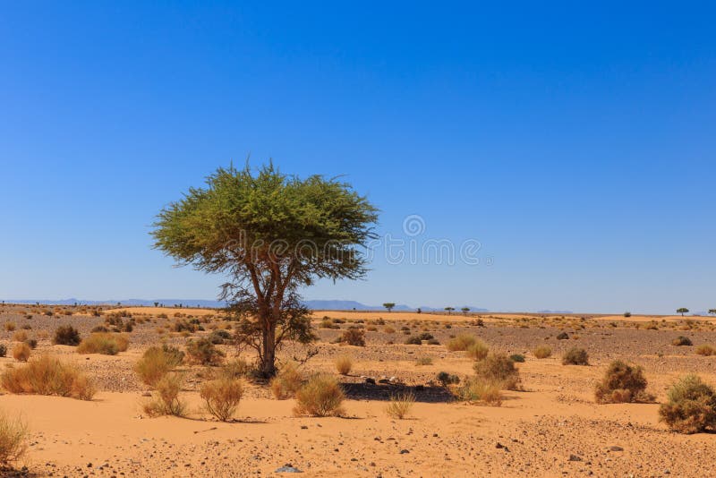 Acacia in the Sahara Desert Stock Photo - Image of botanical, outdoor ...