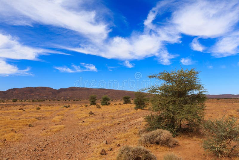 Acacia in the Sahara Desert Stock Image - Image of sahara, tourism ...
