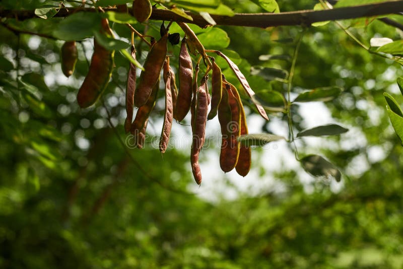 Acacia seeds on a branch stock image. Image of brown - 253904763