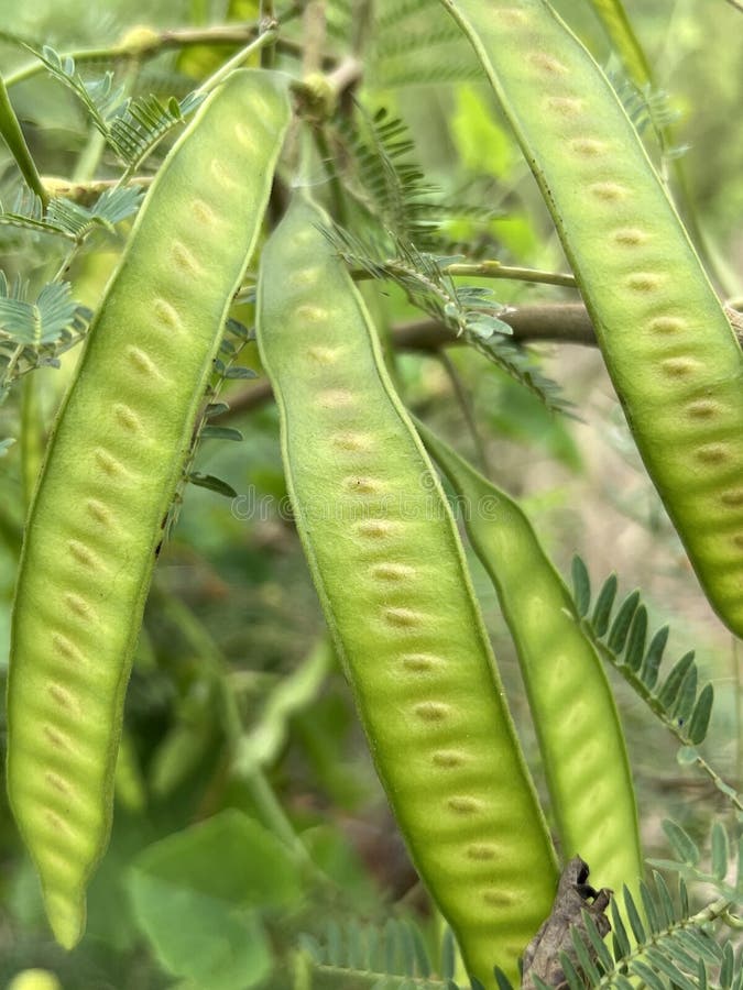 Acacia Seeds in Nature Garden Stock Image - Image of healthy, natural ...