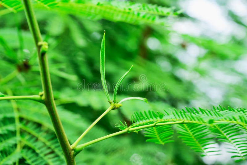 Acacia seeds stock photo. Image of natural, english, leaf - 79145950