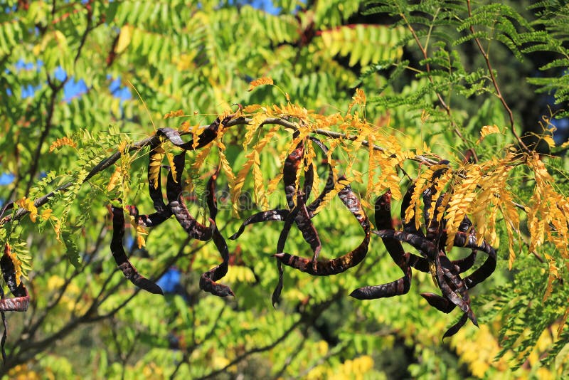 Acacia seeds on a tree stock image. Image of autumn - 211589093