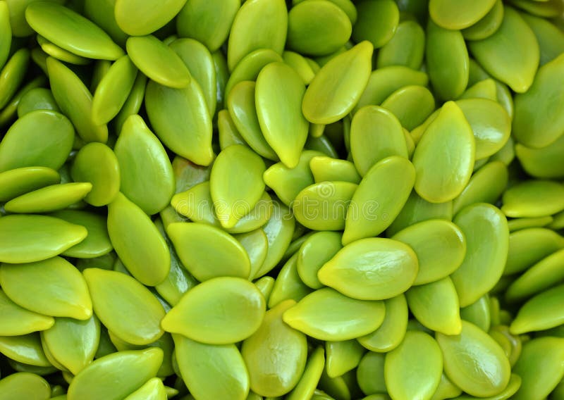 Acacia seeds stock photo. Image of plants, tree, environment - 30200334